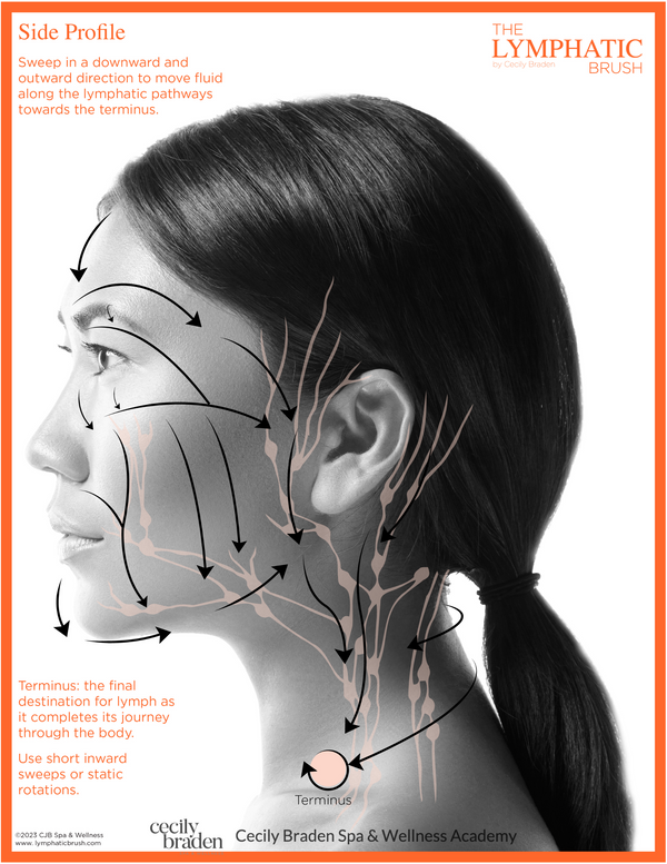 The Lymphatic Brush | Face - Clarité Wellness